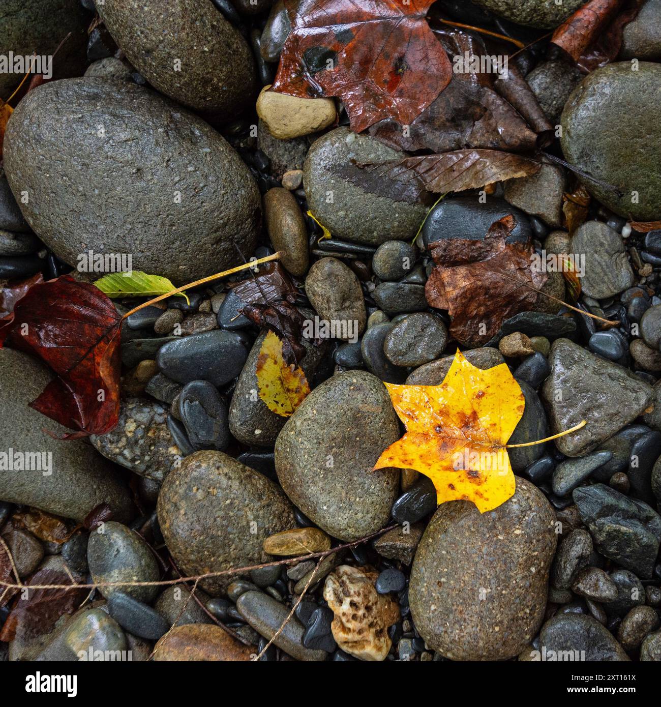 Nature background of wet fallen leaves on rounded river rocks in an ...