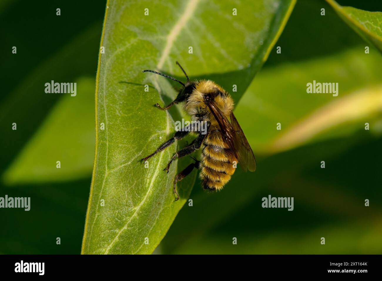 Yellow bumblebee hi-res stock photography and images - Alamy