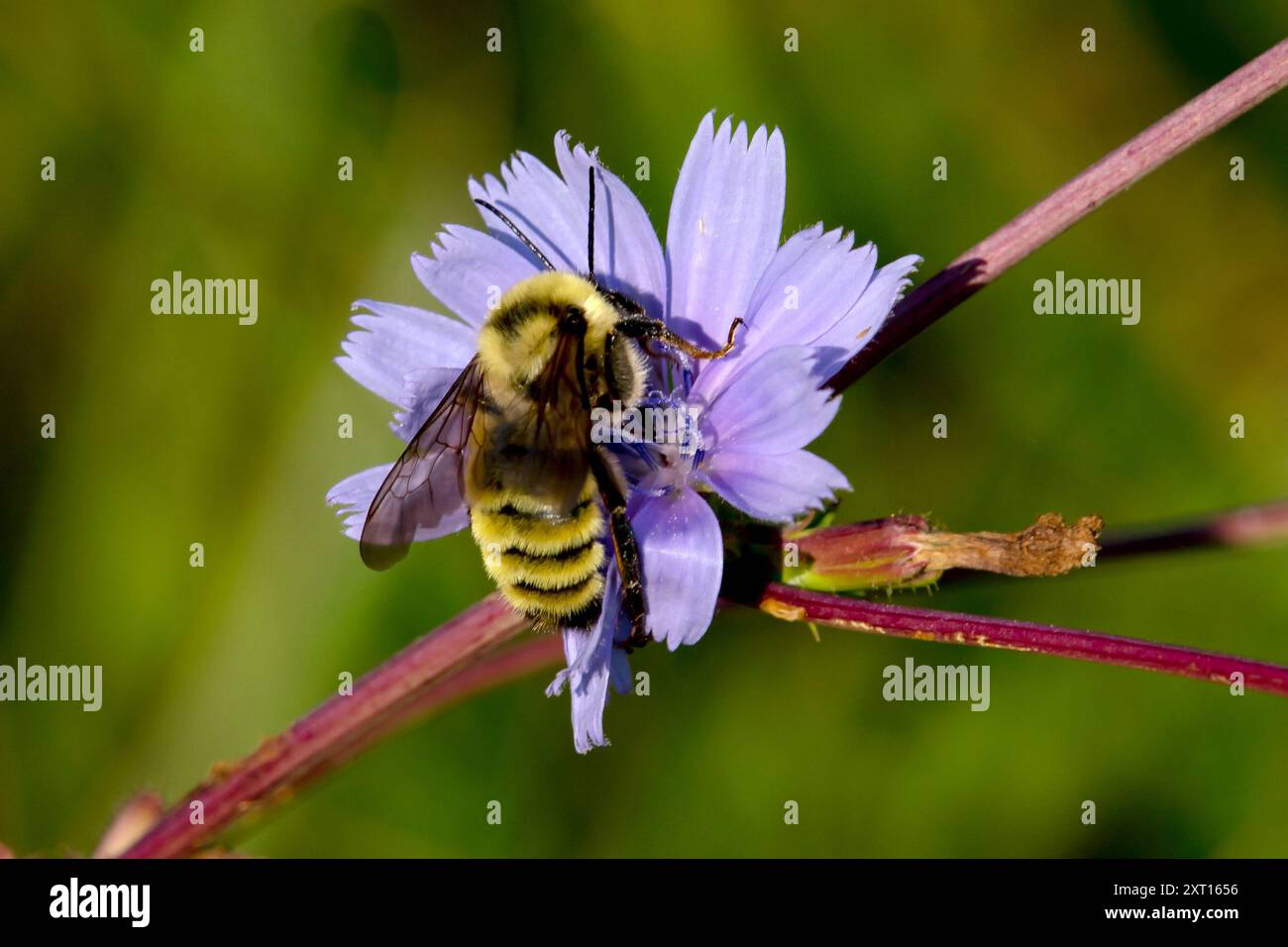 Yellow bumblebee hi-res stock photography and images - Alamy