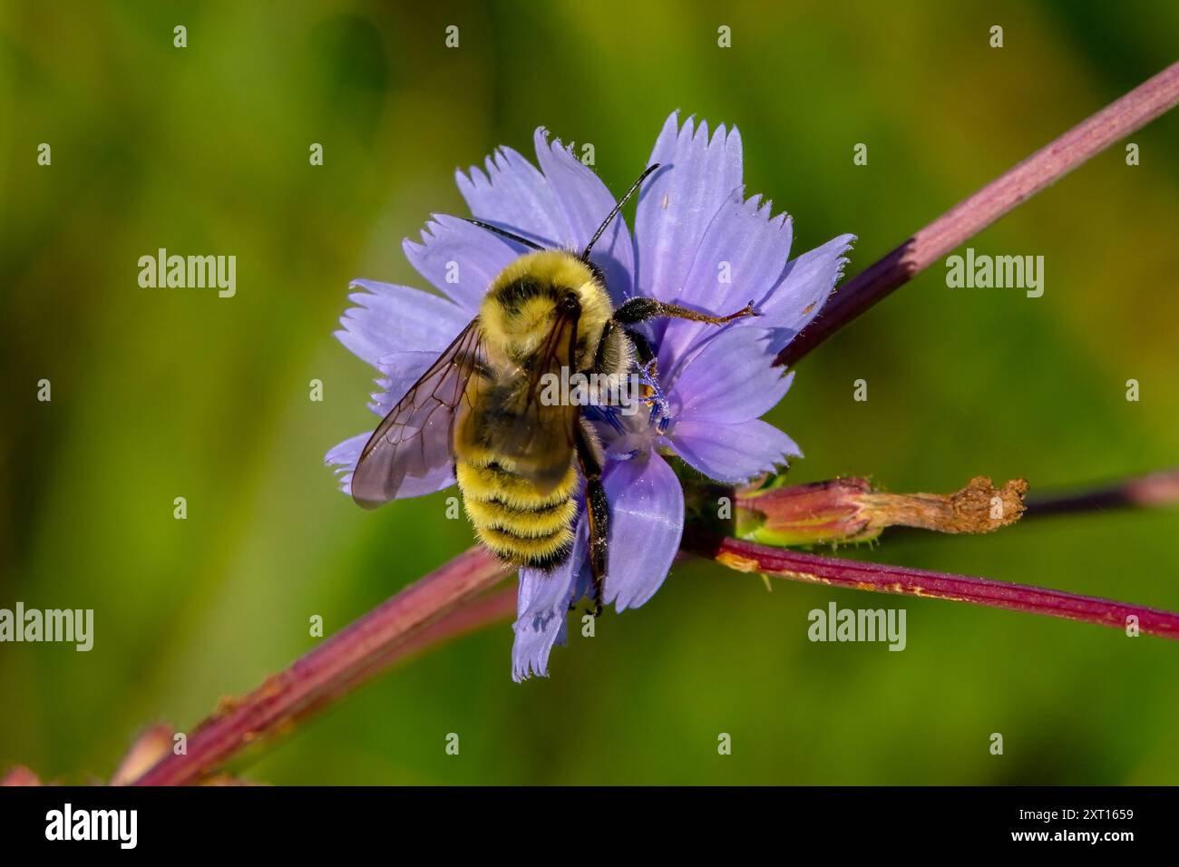 Yellow Bumblebee (Bombus fervidus) on Chicory in Idaho macro Stock ...