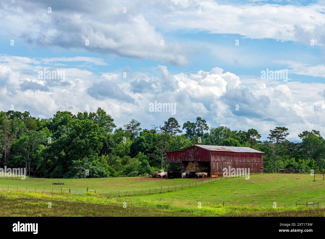 Agricultural landscape of beef cattle gathered near an old, weathered ...