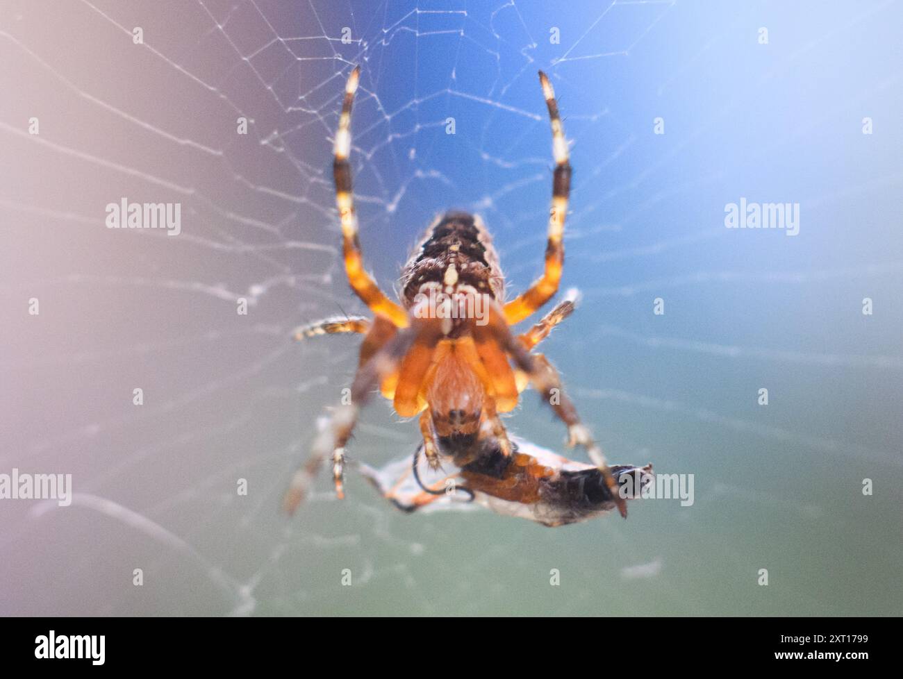 Hanover, Germany. 13th Aug, 2024. A cross spider (Araneus) sits with a ...