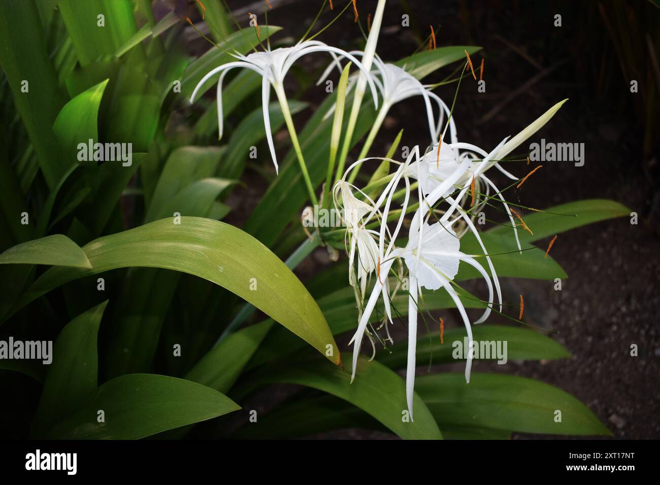 Philippine camia flower hi-res stock photography and images - Alamy