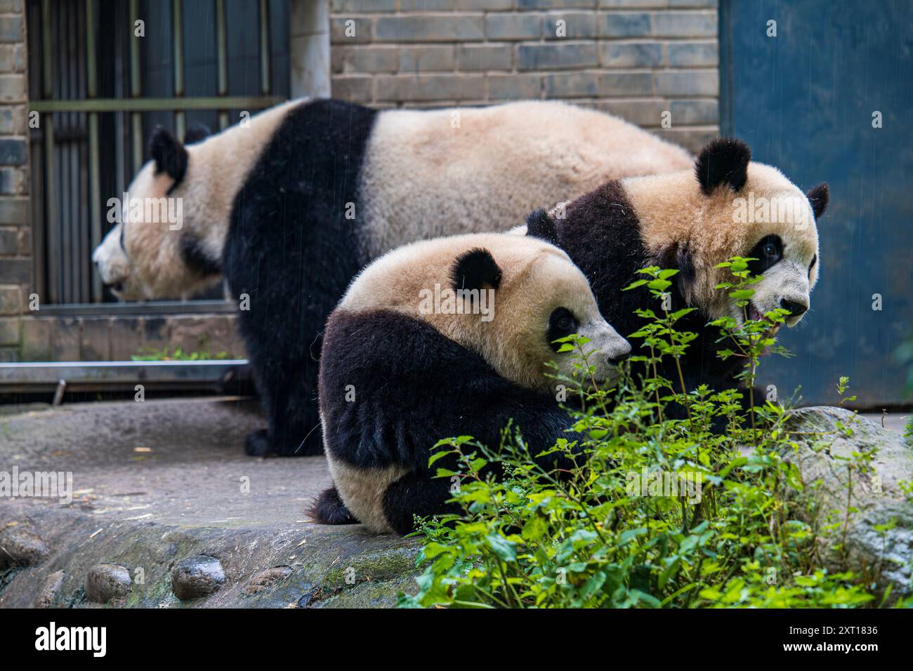 Giant pandas playing together hi-res stock photography and images - Alamy