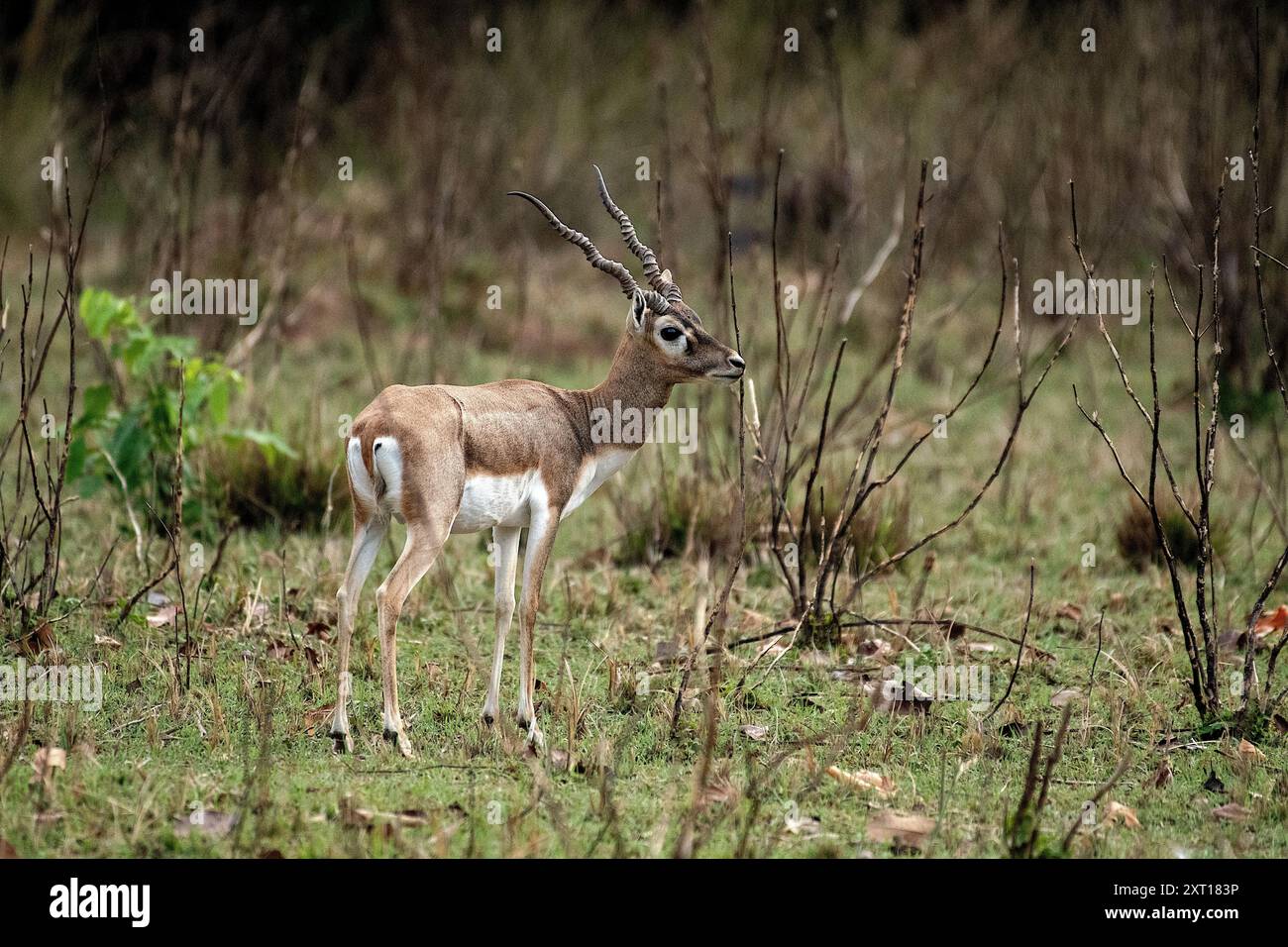Safari with himalayan musk deer hi-res stock photography and images - Alamy