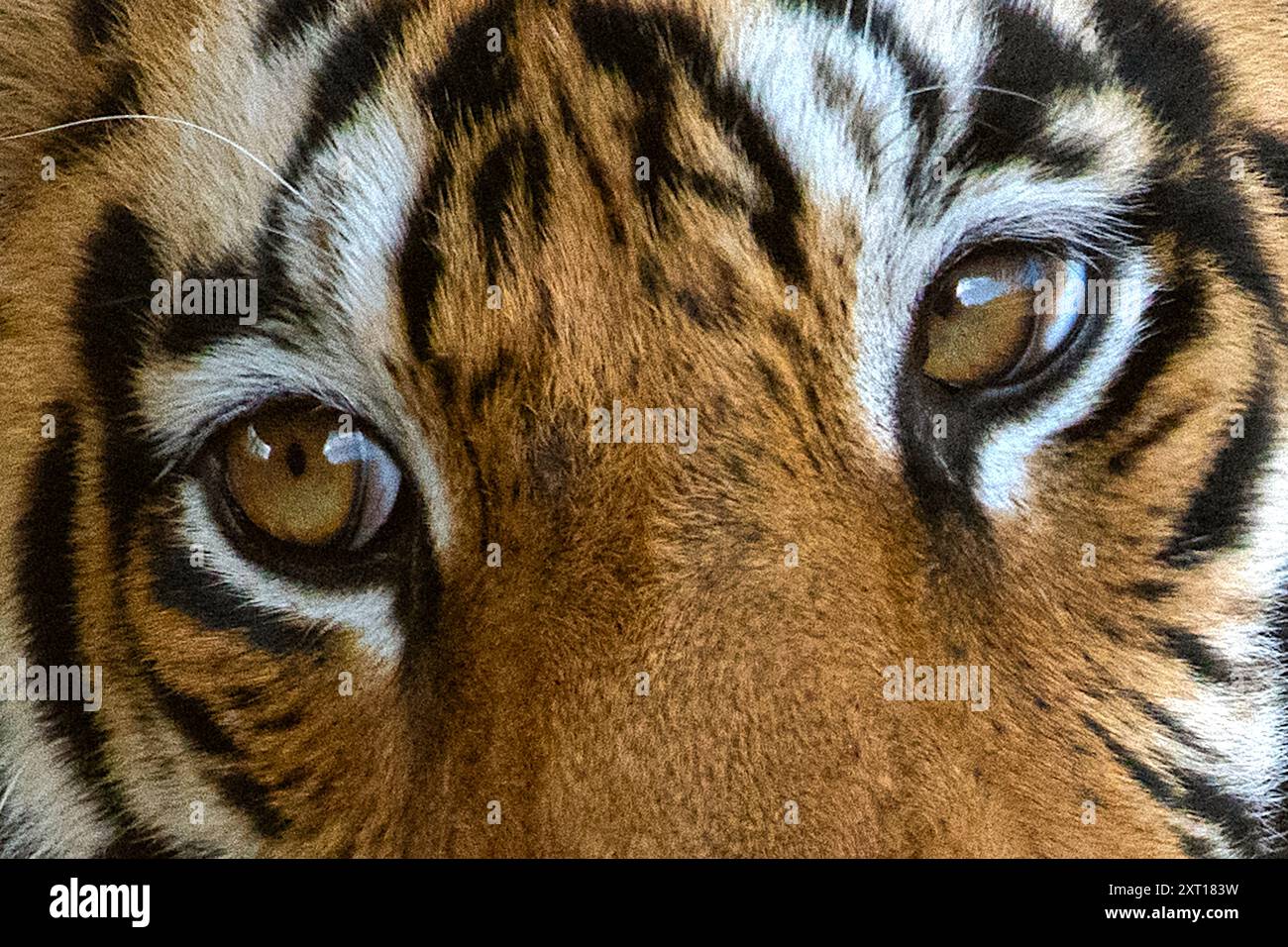 Bengal tiger diagonal frame hi-res stock photography and images - Alamy