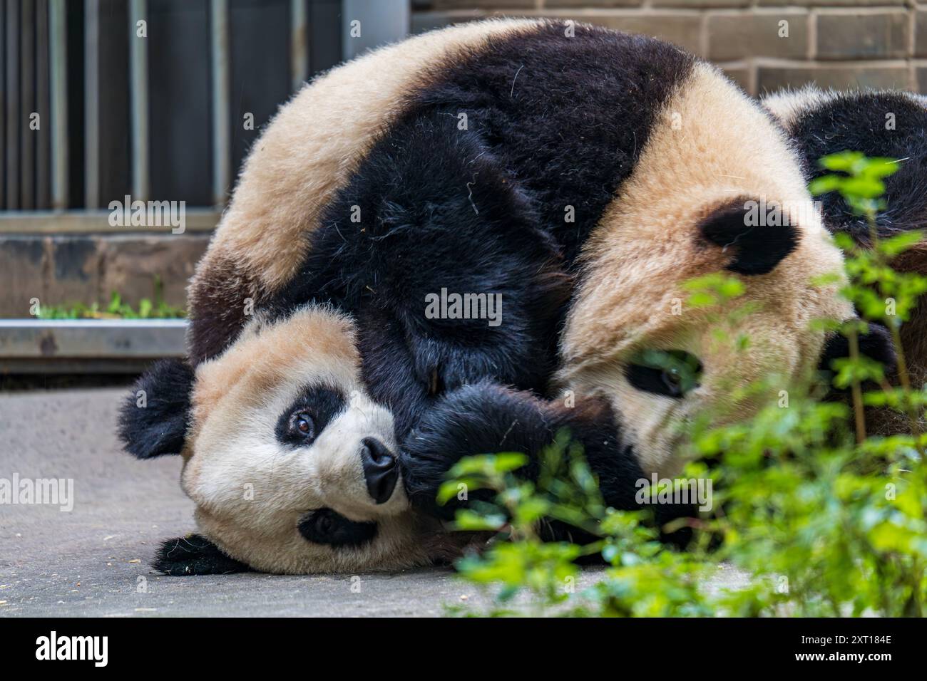 Giant pandas being playful other hi-res stock photography and images ...