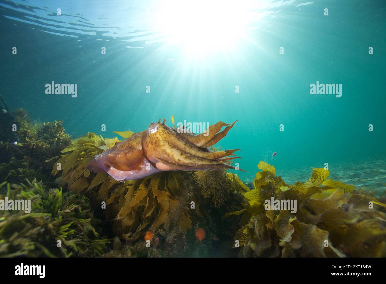 Marine Life of Victoria, South Australia Stock Photo - Alamy