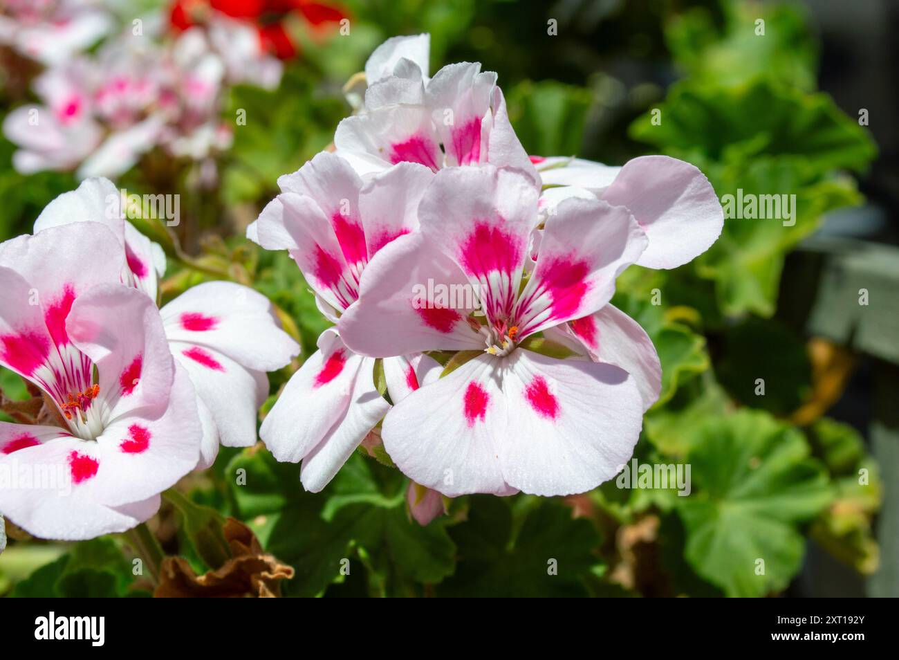 Temporada de colores de colores hi-res stock photography and images - Alamy