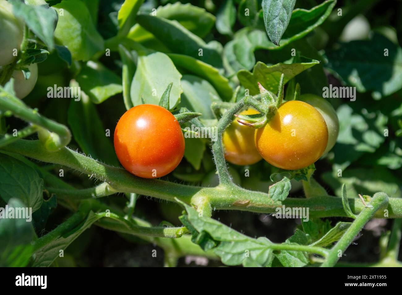 Agricultura alimentos vegetales hi-res stock photography and images - Alamy