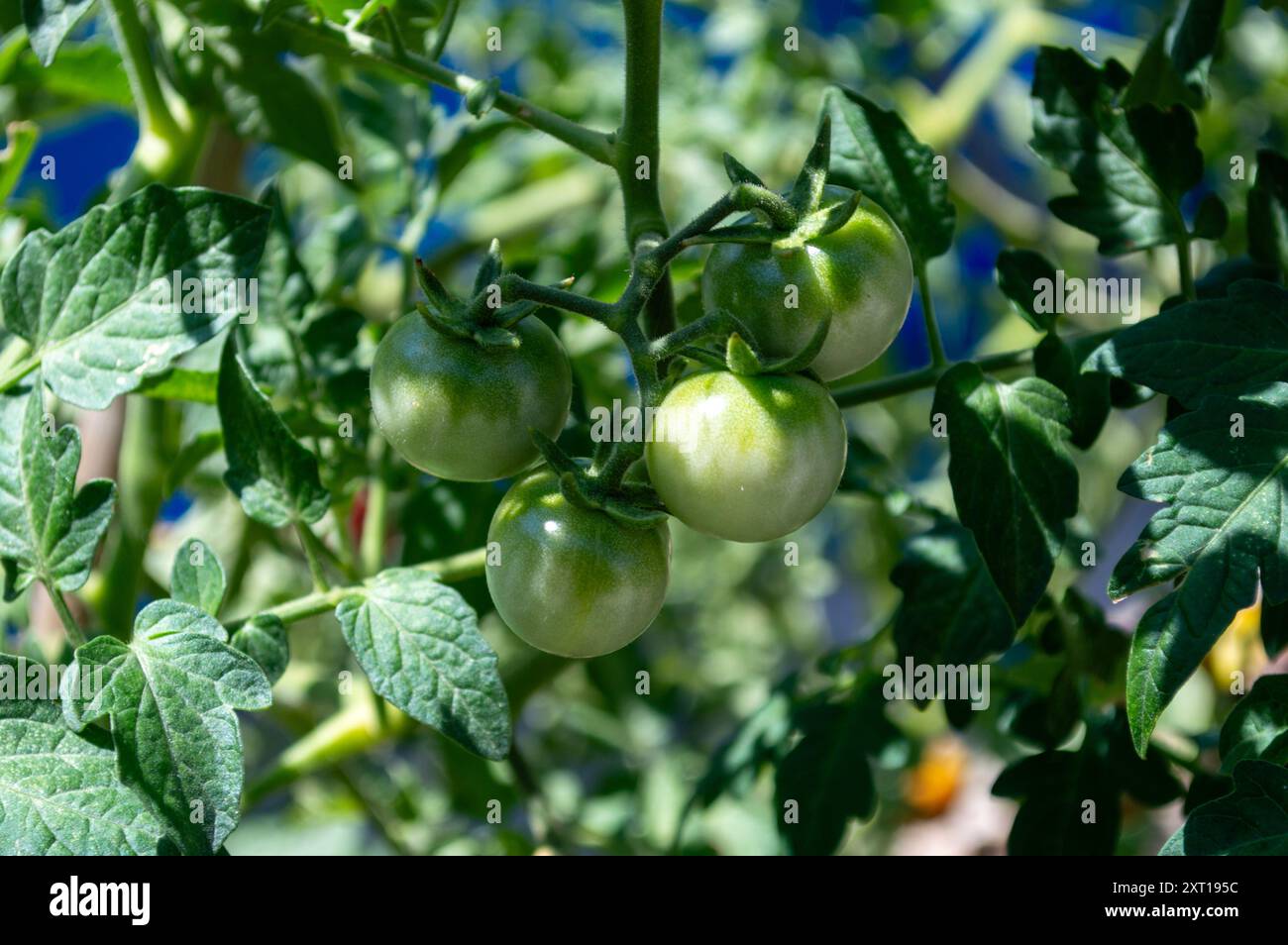Cherry tomatoes in the garden ripening in summer Stock Photo - Alamy