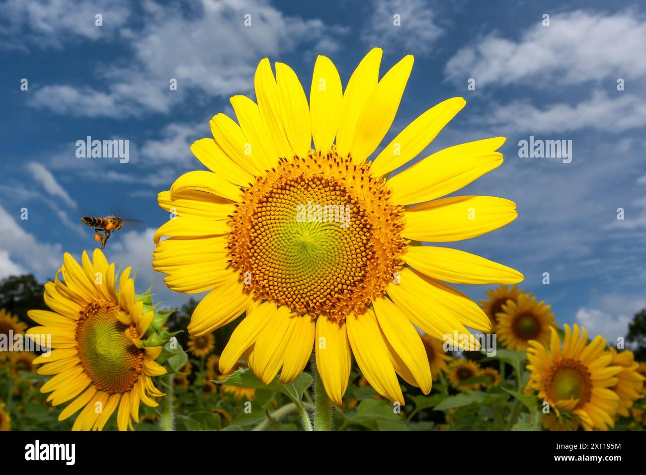 An Asian honeybee collecting pollen from yellow sunflowers on flower ...