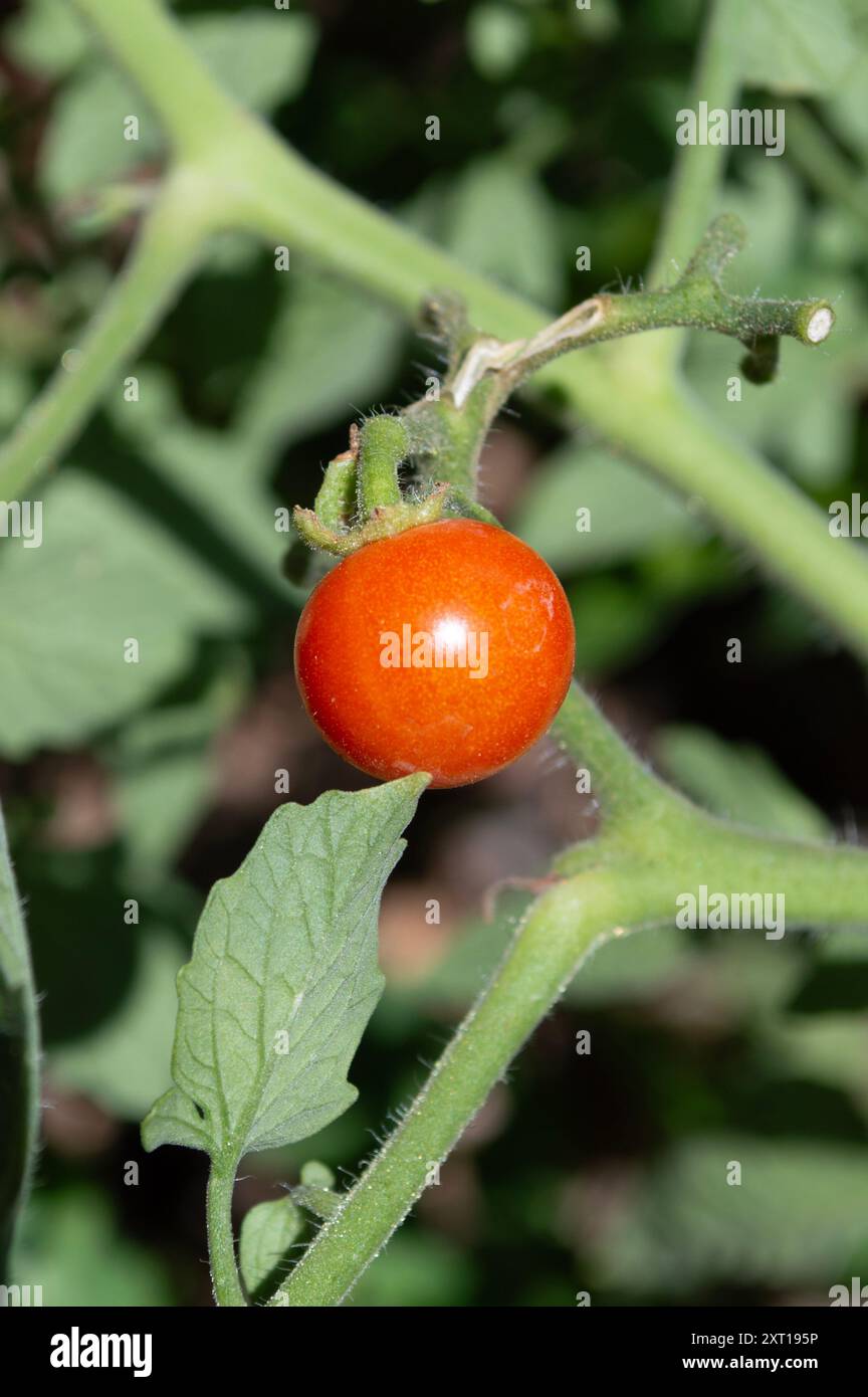 Tomate uva hi-res stock photography and images - Alamy