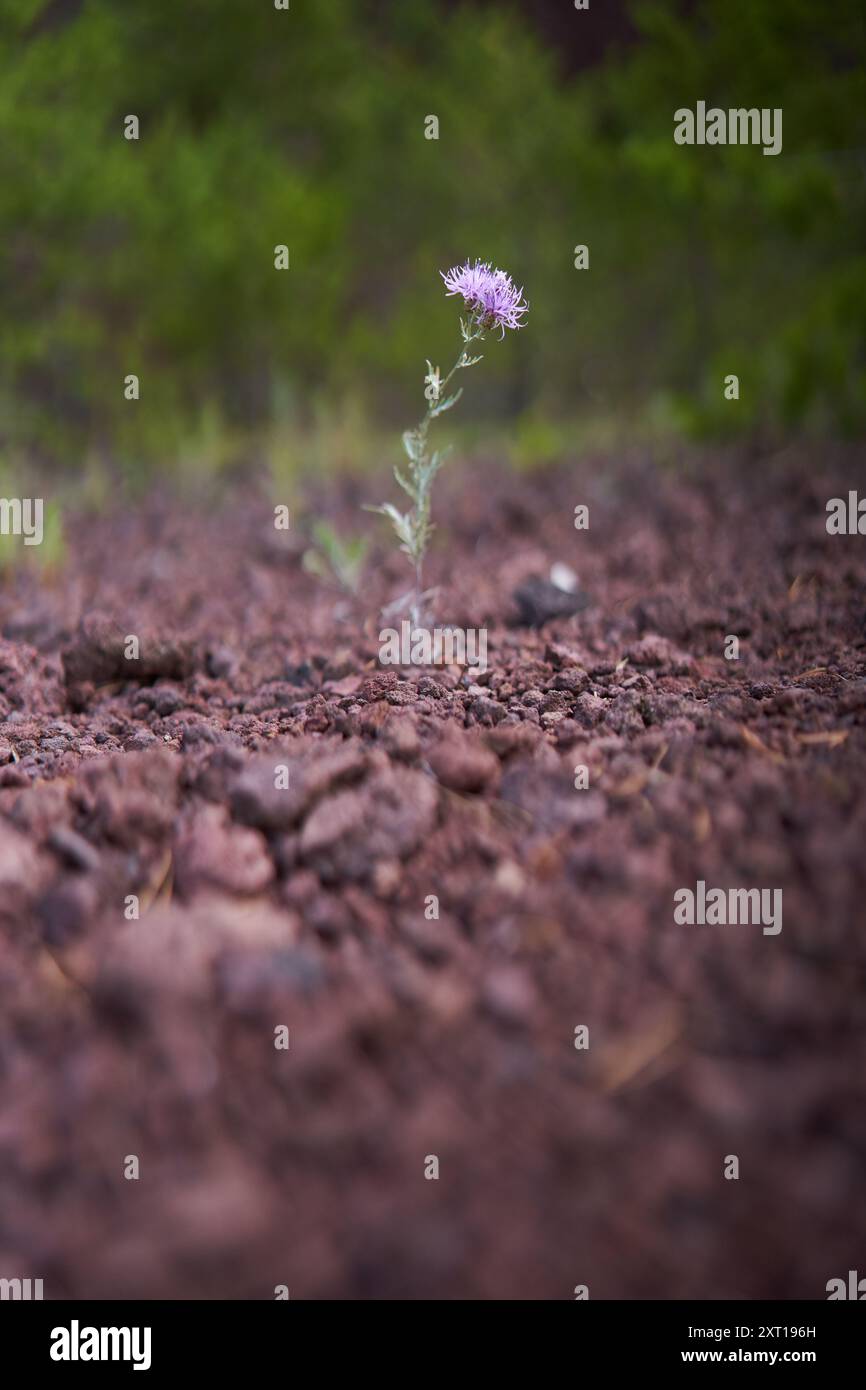 Little purple wild flower growing on the base of an extinct volcano ...