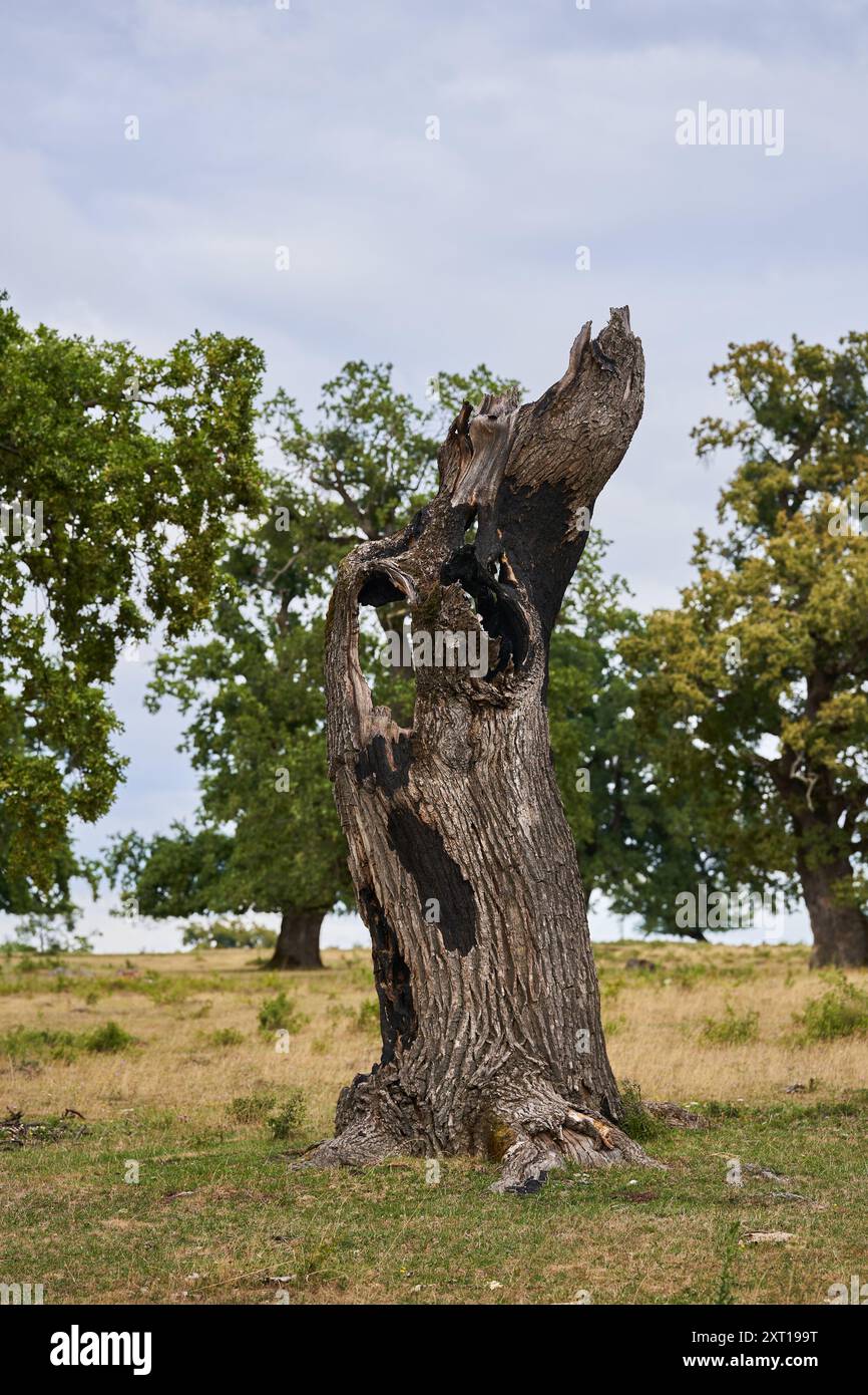 Centennial stump hi-res stock photography and images - Alamy