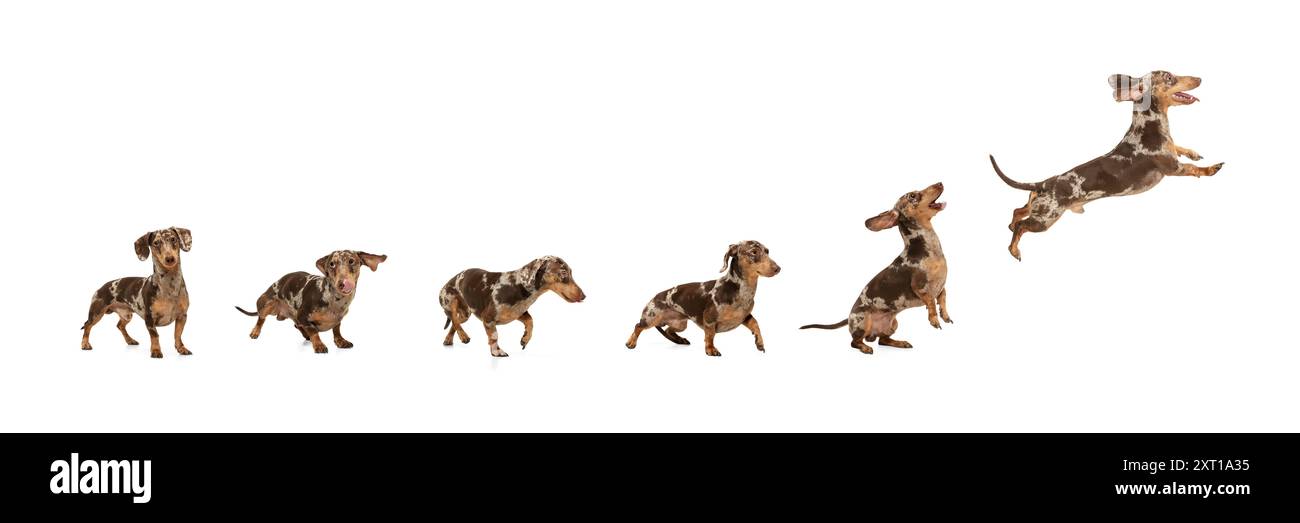 Banner, collage. Playful, adorable, purebred dog, Dachshund in motion ...