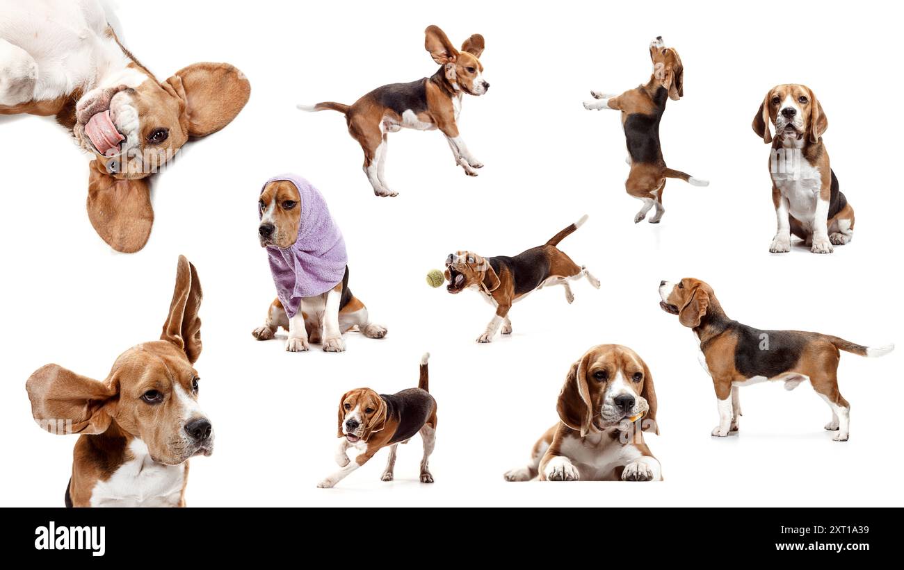 Collage with adorable, beautiful, purebred dog, playful Beagle captured ...