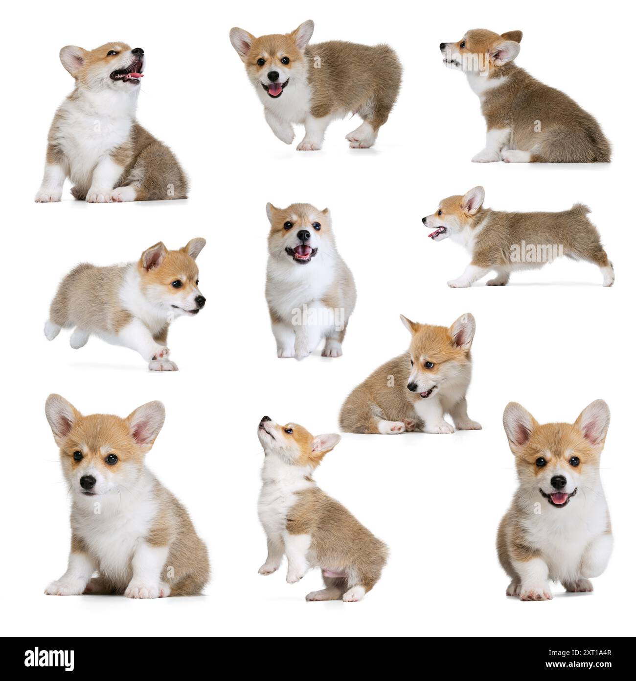 Collage of little puppy, cute dog, playful baby Corgi in various poses ...