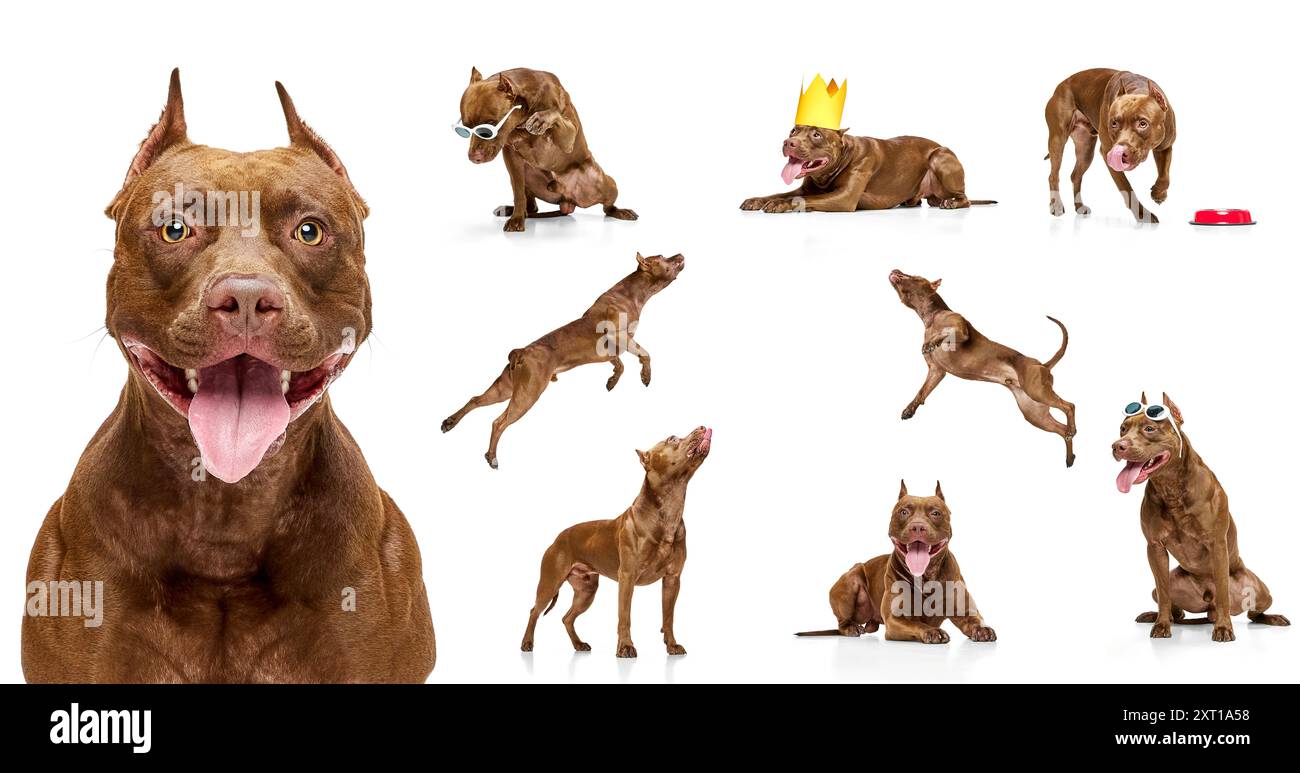 Collage made with adorable, purebred, brown dog, playful Pit Bull ...