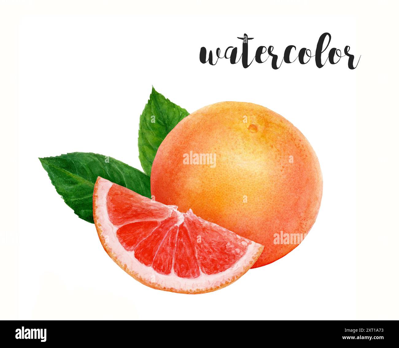 Watercolor grapefruit illustration, perfect for botanical, citrus, and vibrant art projects ...