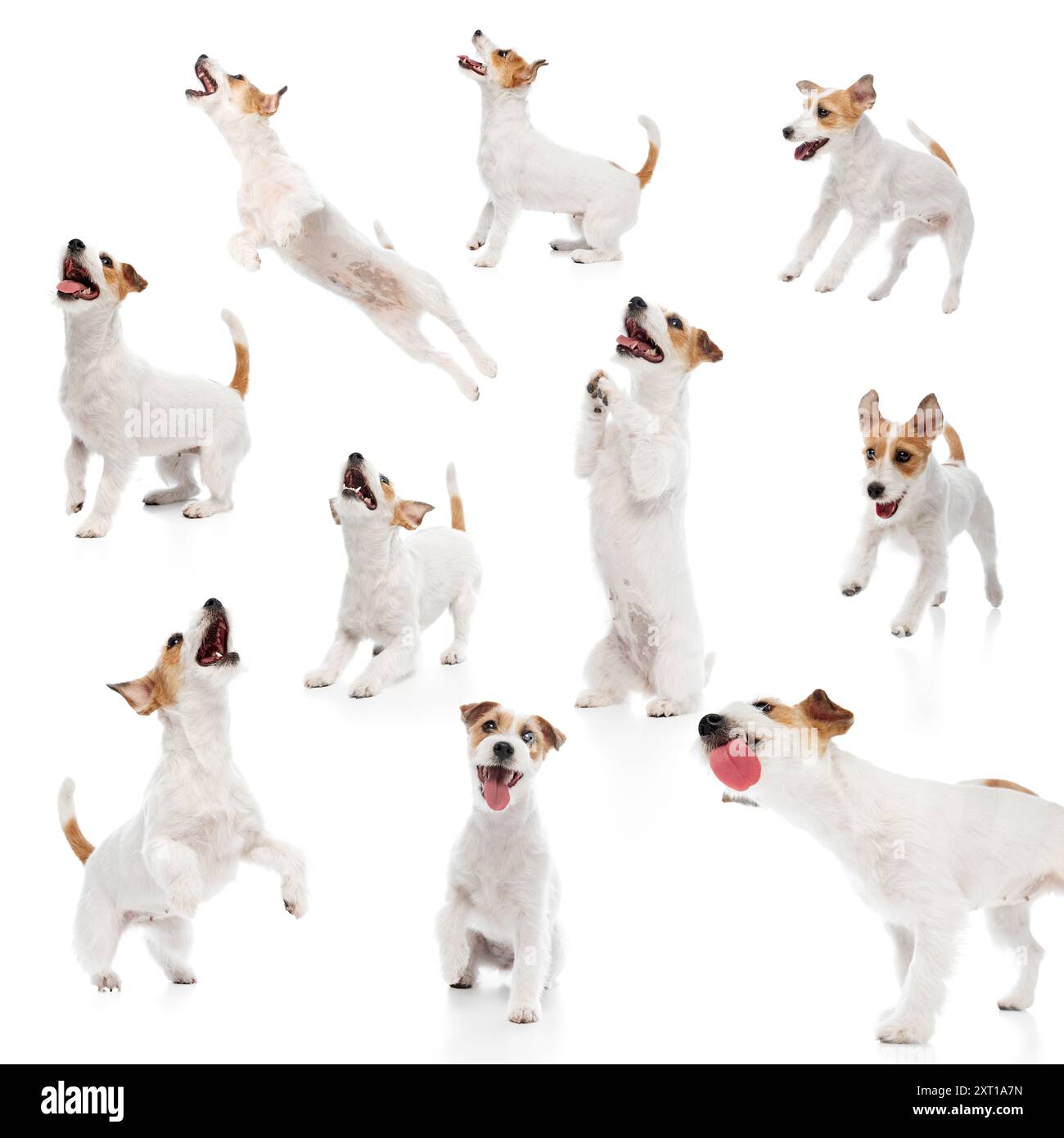 Collage made of purebred, adorable dog, playful Jack Russell Terrier in ...