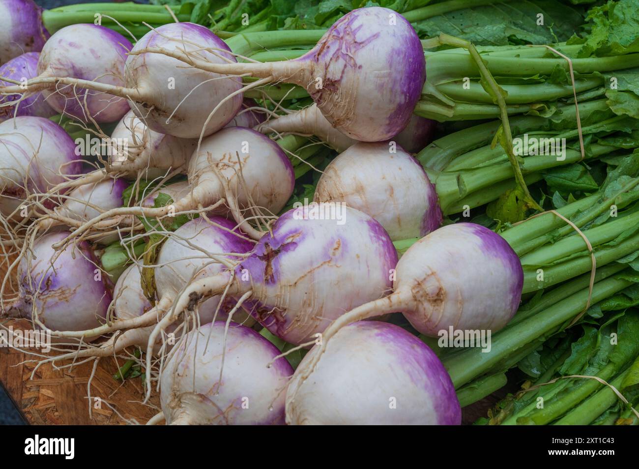 French Navet roots (=turnips), sold at the market of Avranches ...