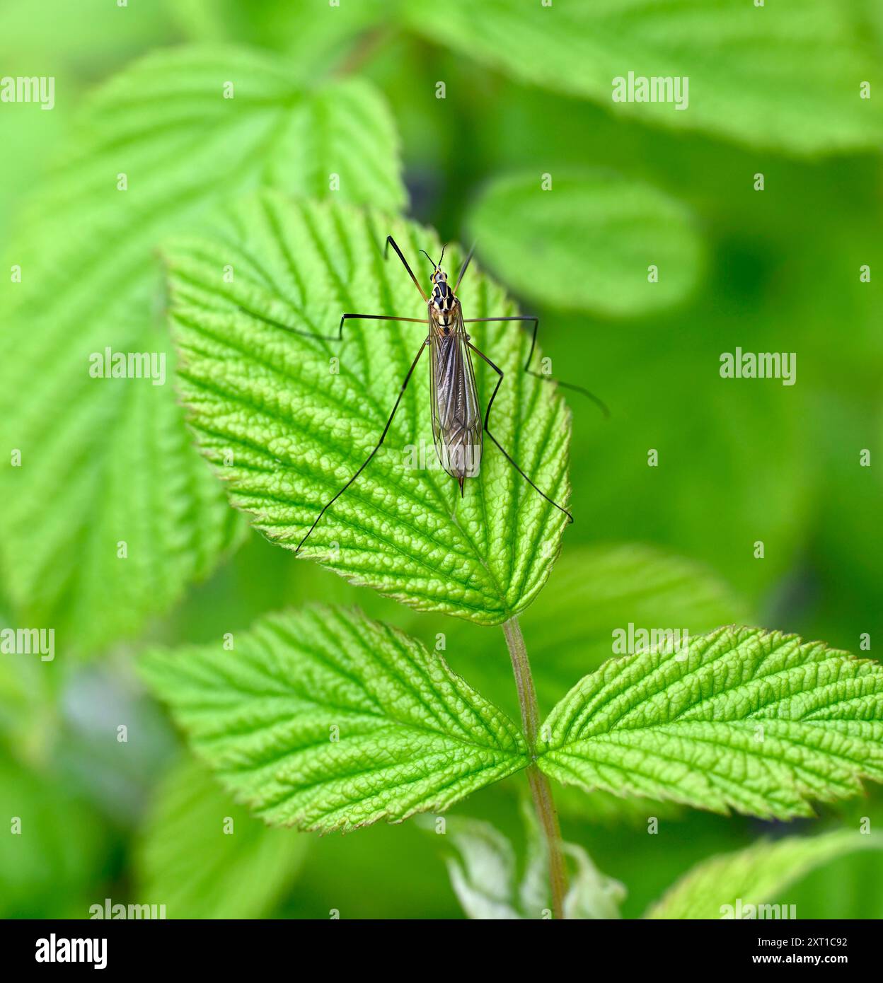 Tiger Cranefly - Nephrotoma flavescens Stock Photo - Alamy