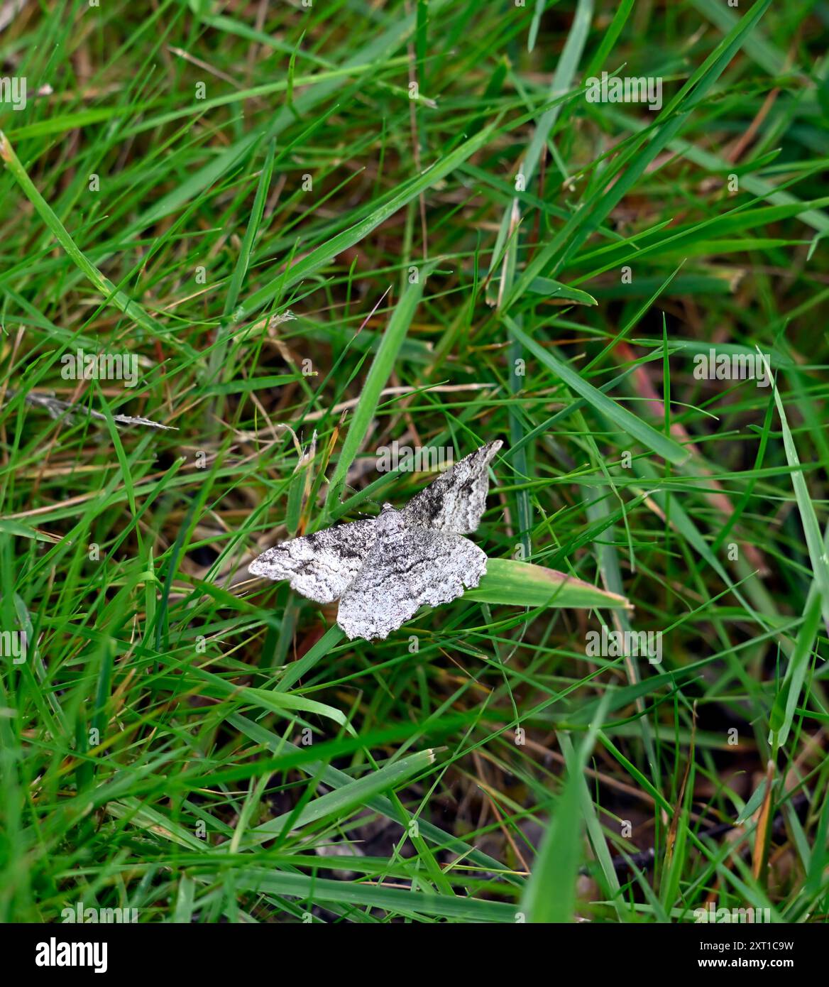 Moth on lawn Stock Photo - Alamy