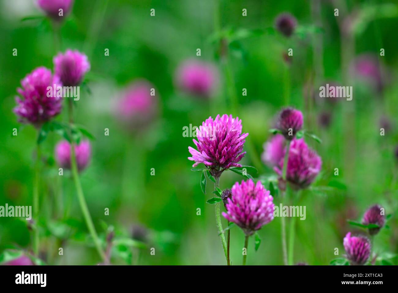 Red Clover - Trifolium pratense Stock Photo - Alamy