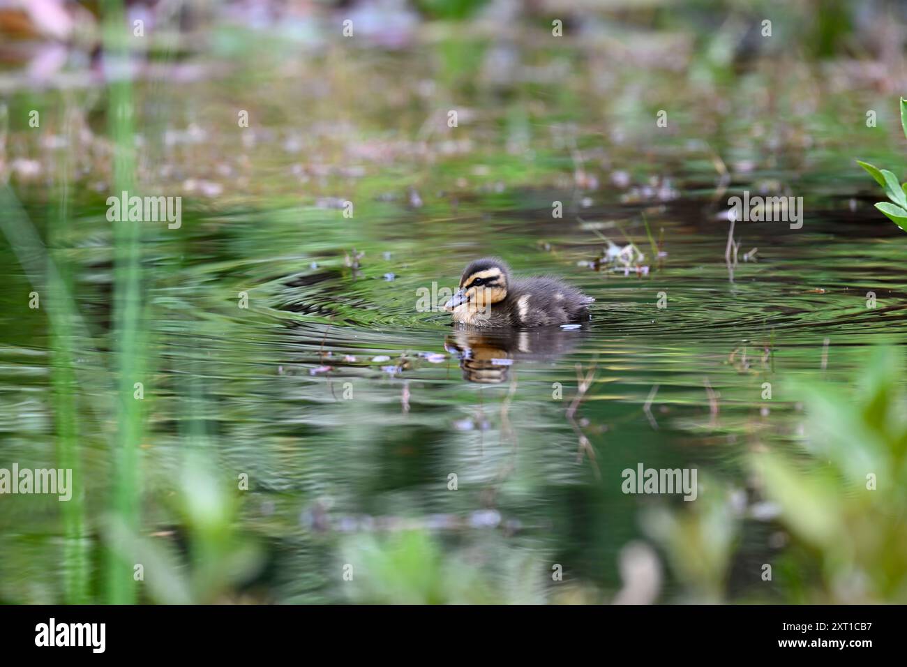 Mallard Duckling swimming on a pond Stock Photo - Alamy