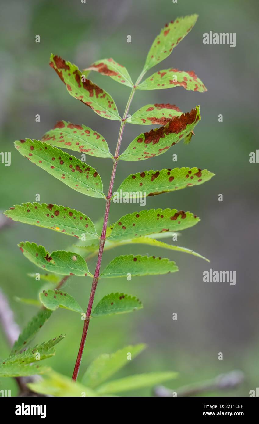 Wiggin tree hi-res stock photography and images - Alamy