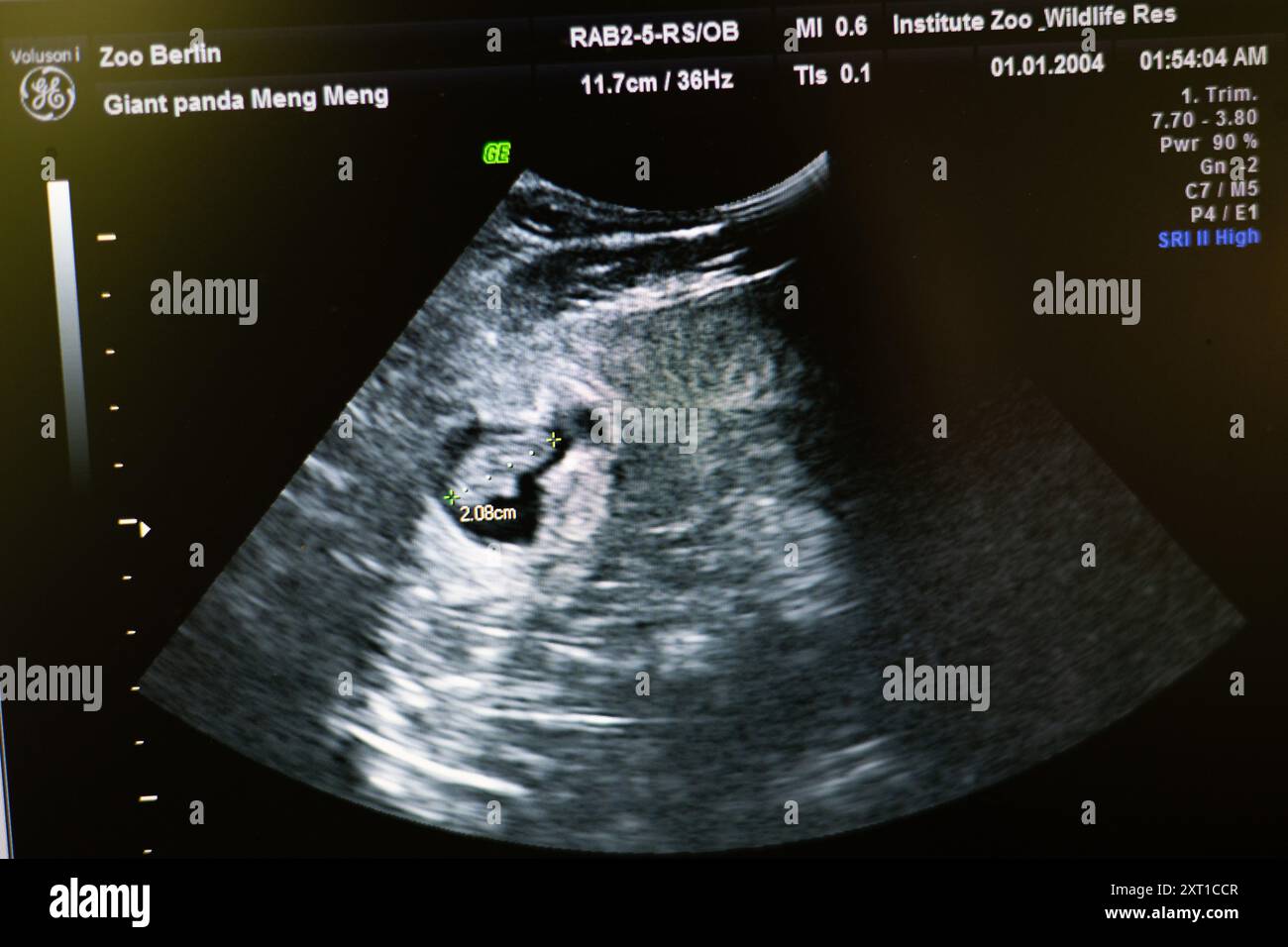 Berlin, Germany. 13th Aug, 2024. An embryo of a panda bear is marked on ...