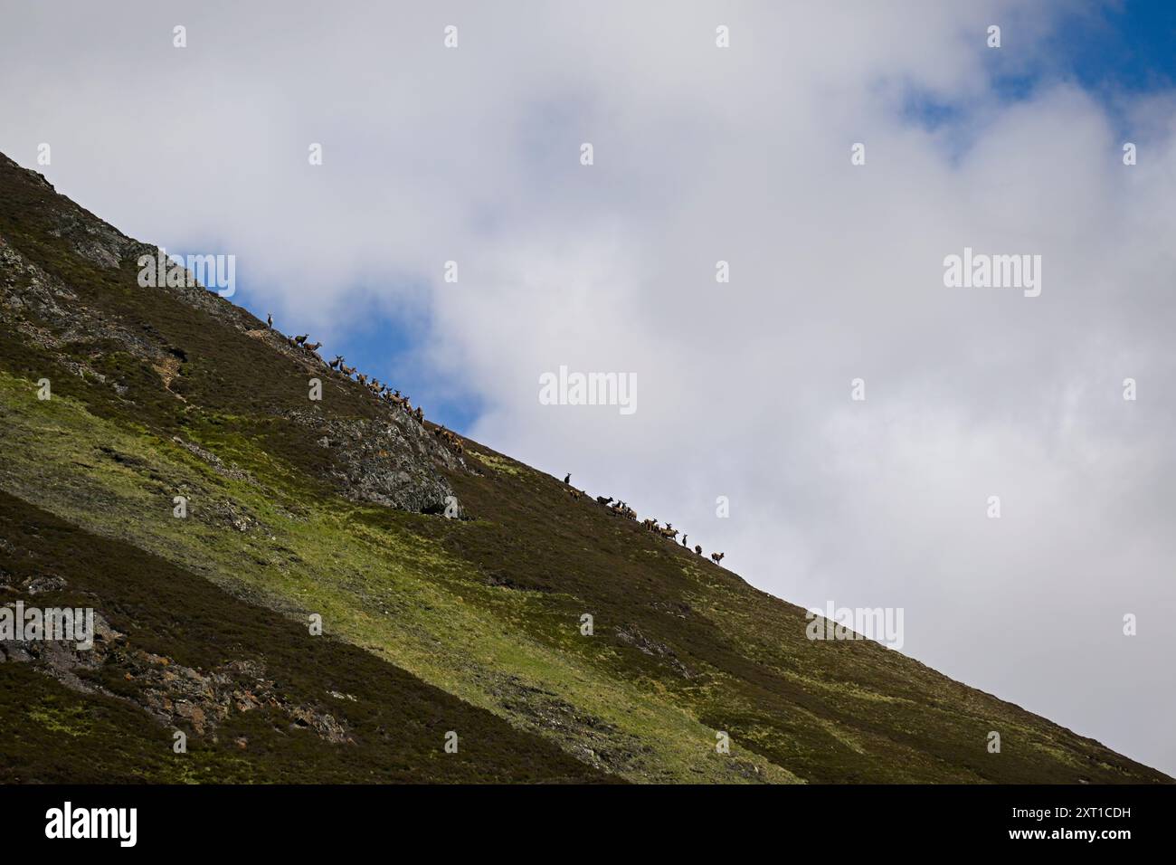 Red hinds deer scotland spring hi-res stock photography and images - Alamy