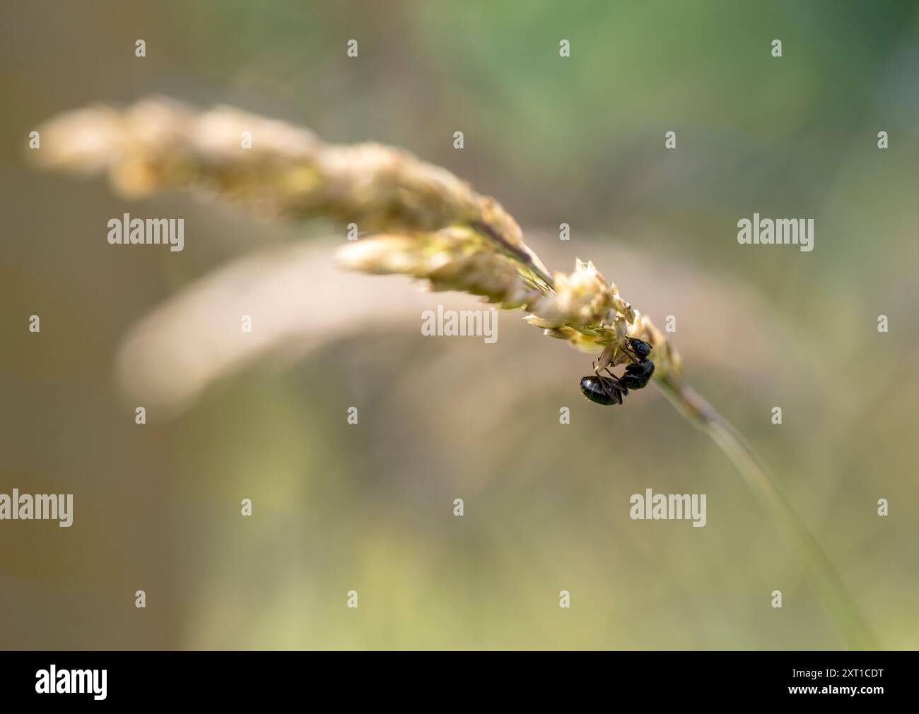 Large Black Ant on Grass Seed Head Stock Photo - Alamy