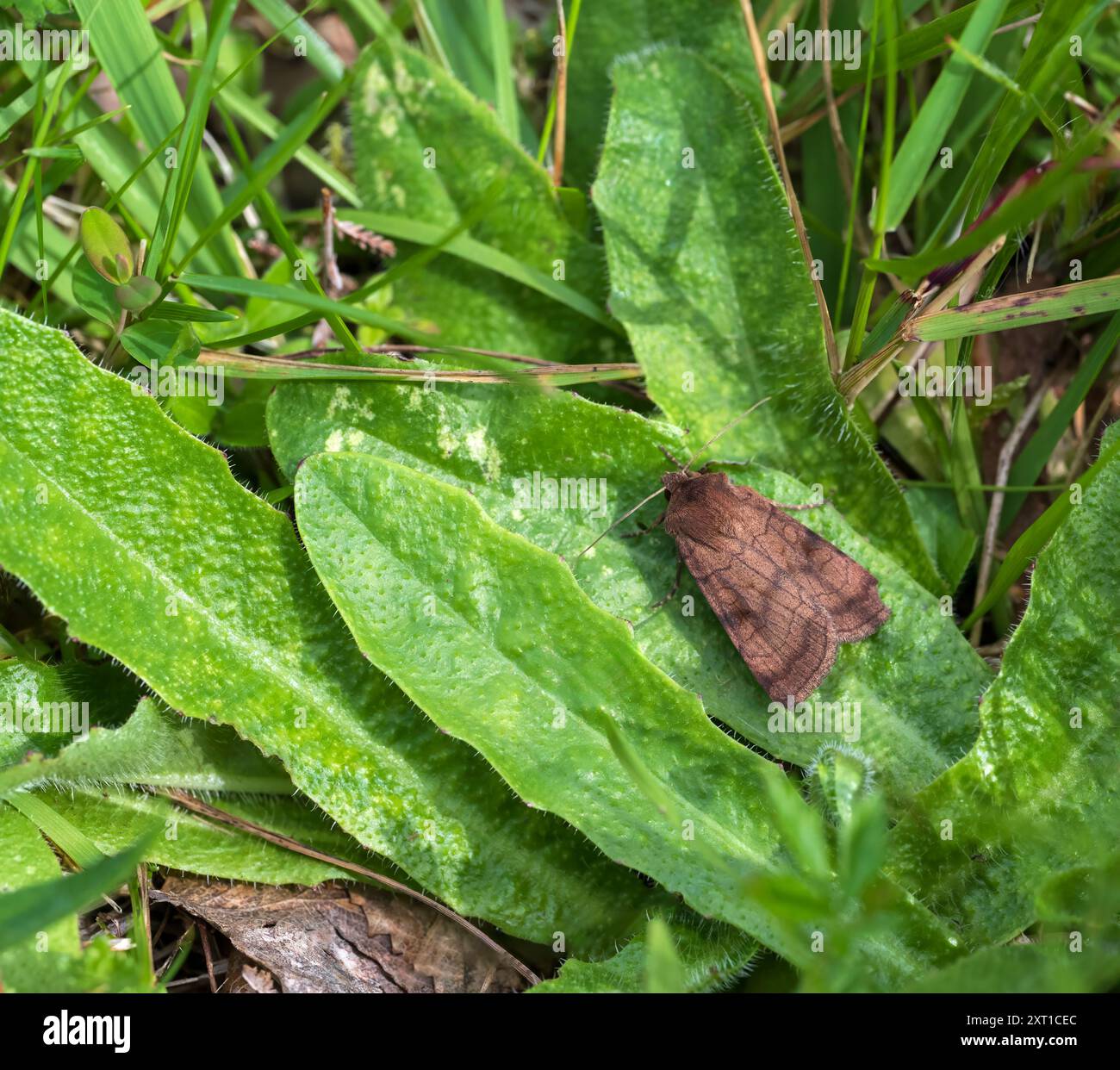 Six striped Rustic Moth - Xestia sexstrigata Stock Photo - Alamy