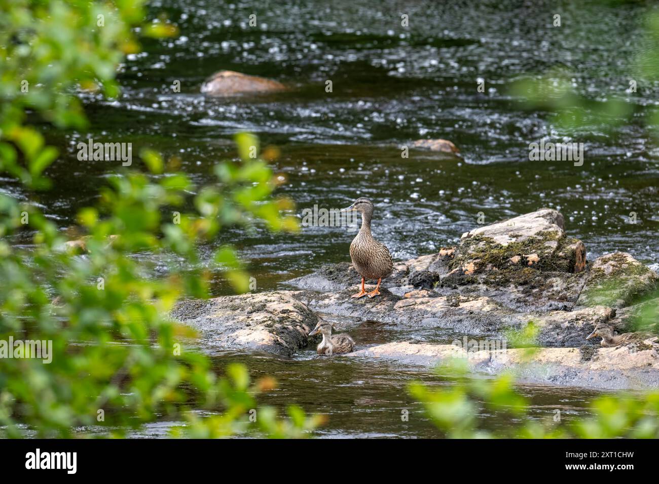 Mallard Duck with Ducklings on the river Black Water, Scotland Stock ...