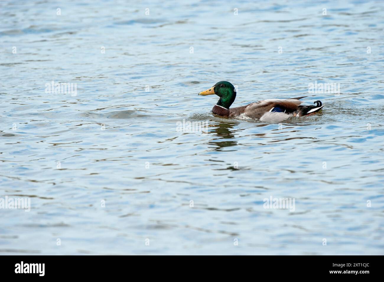 Mallard Duck swimming in Hornsea Mere (Which is Yorkshires largest ...