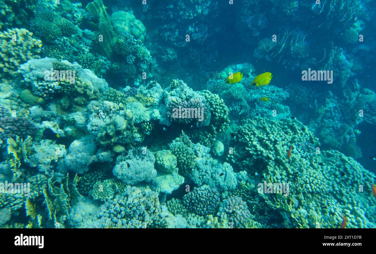 coral reef with fish on the Red Sea in Egypt Stock Photo - Alamy