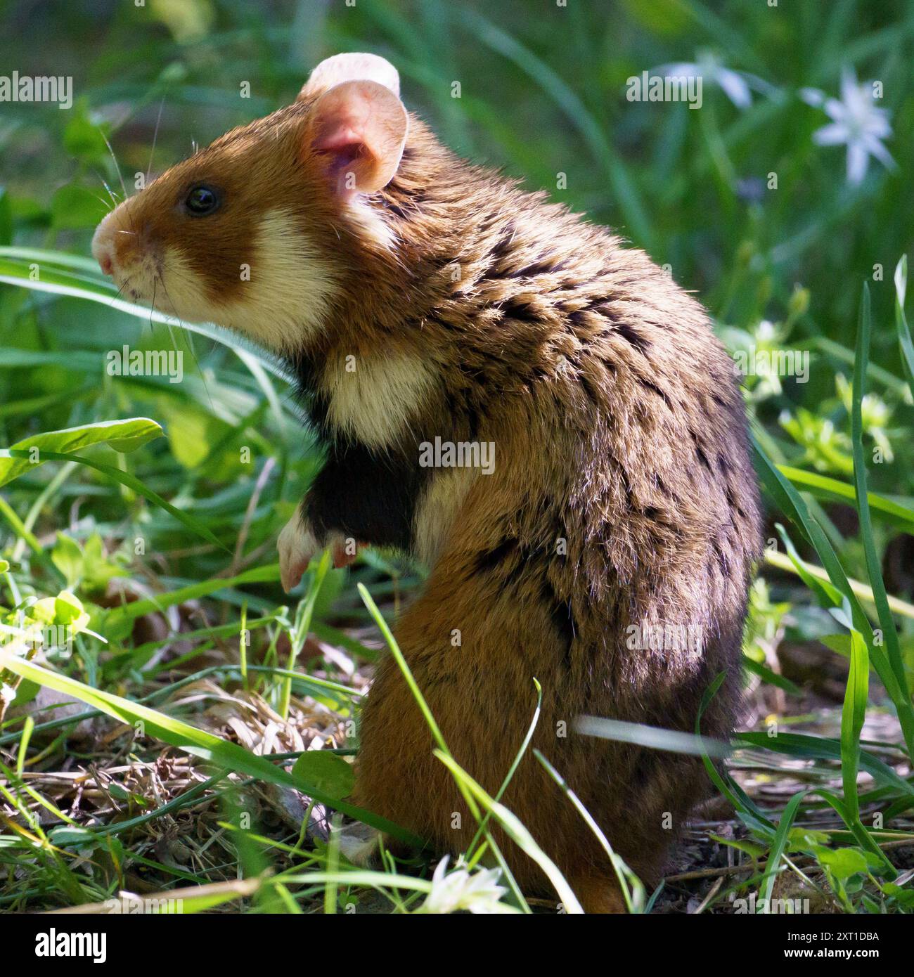 Natural upright position hi-res stock photography and images - Alamy