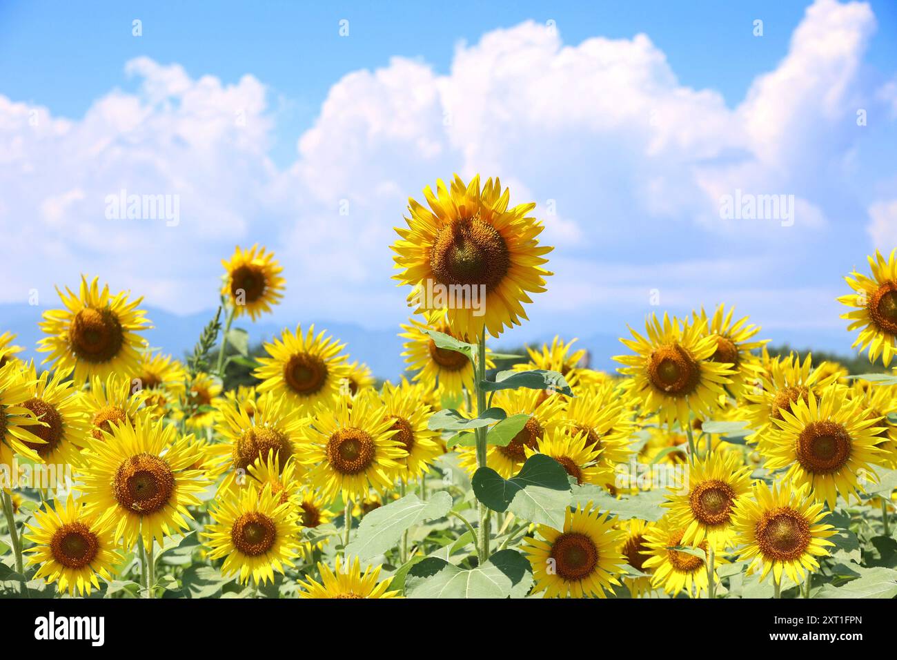 Zama, Japan. 13th Aug, 2024. Fully bloomed sunflowers are displayed in a field at the Zama ...