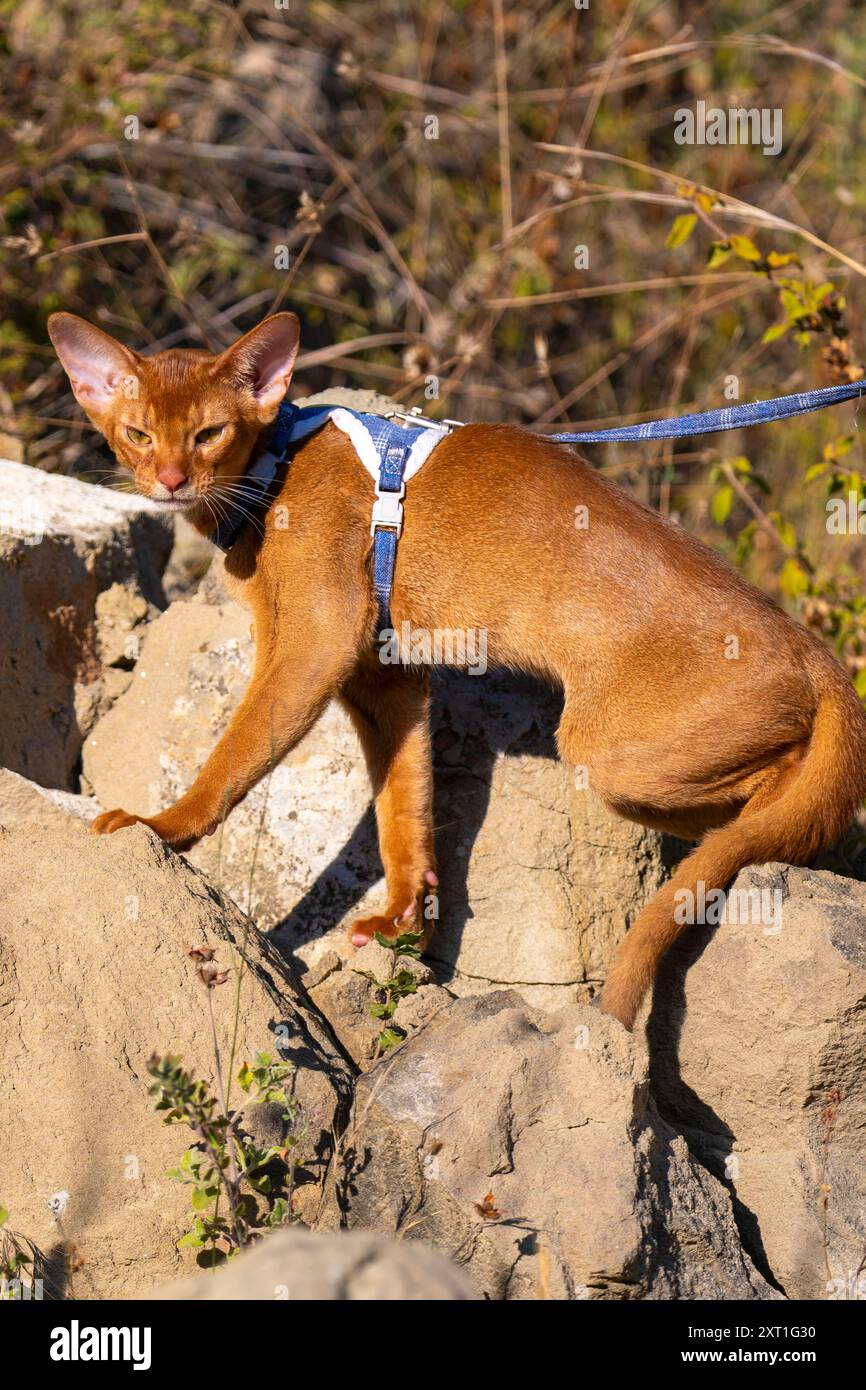 Abyssinian cat outdoors in garden hi-res stock photography and images ...