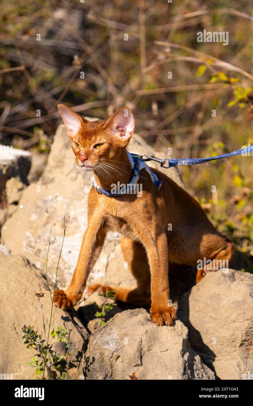 Abyssinian cat in nature hi-res stock photography and images - Alamy