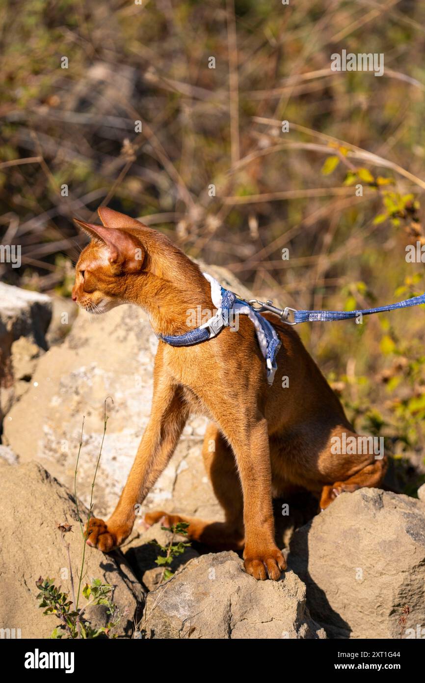 Abyssinian cat outdoors in garden hi-res stock photography and images ...