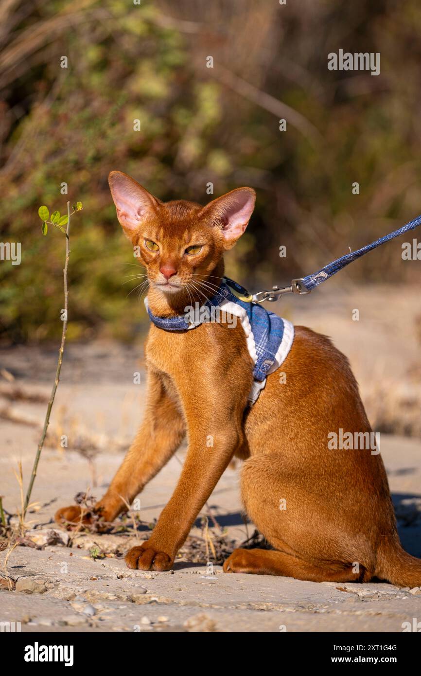 Abyssinian cat outdoors in garden hi-res stock photography and images ...