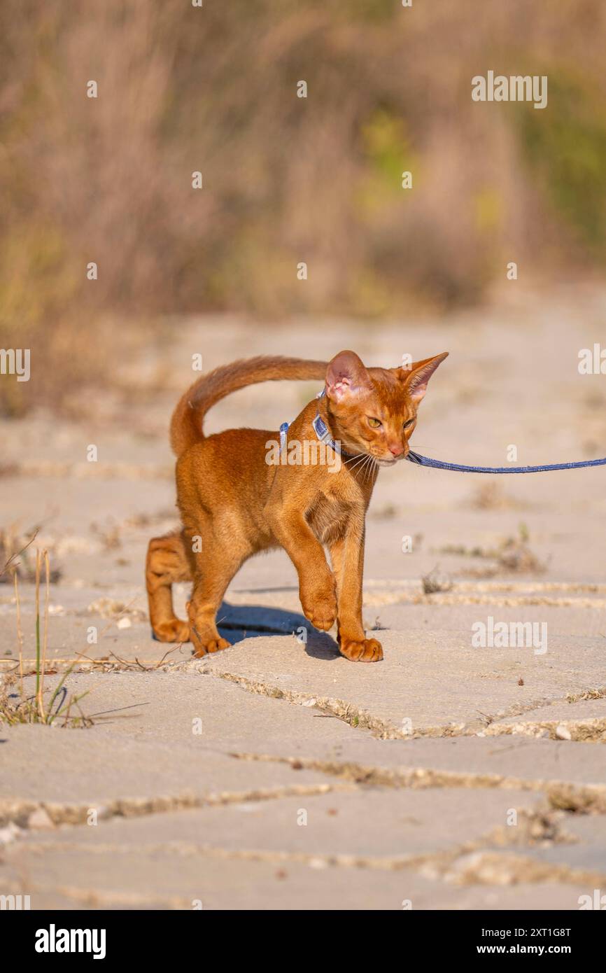 Abyssinian cat outdoors in garden hi-res stock photography and images ...