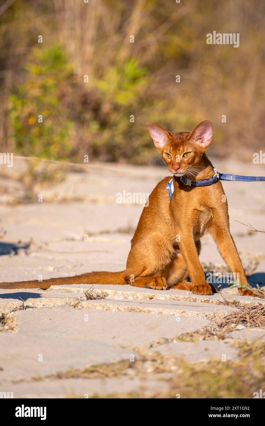 Abyssinian cat outdoors in garden hi-res stock photography and images ...
