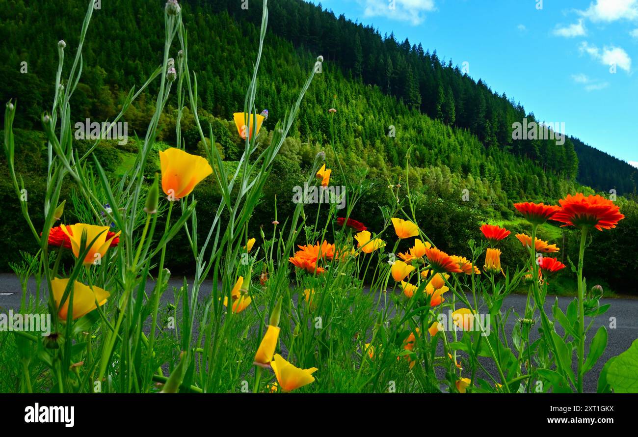 Vivid colours of California poppy and Calendula annual flowers in ...