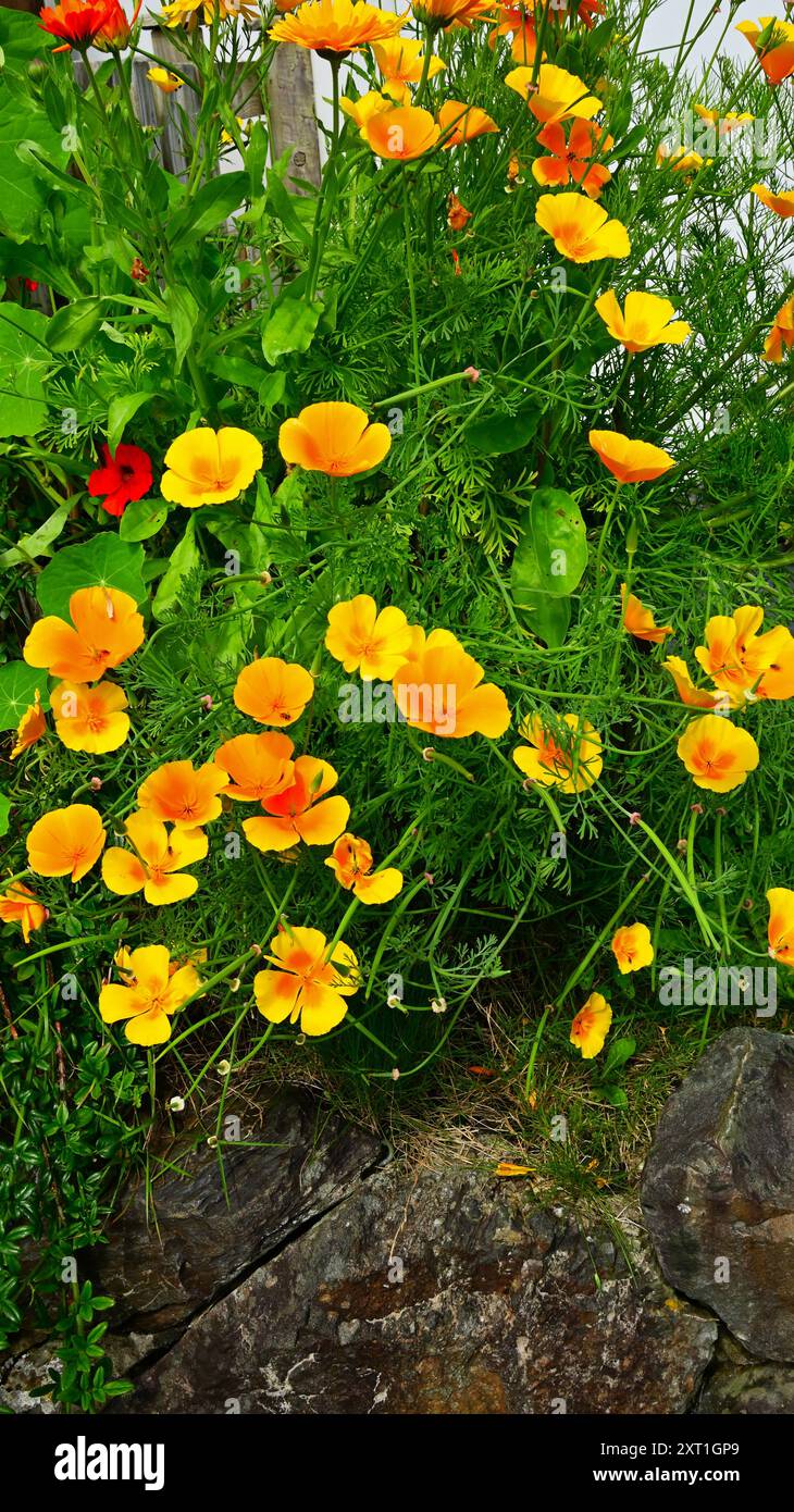 Vivid colours of California poppy and Calendula annual flowers in ...
