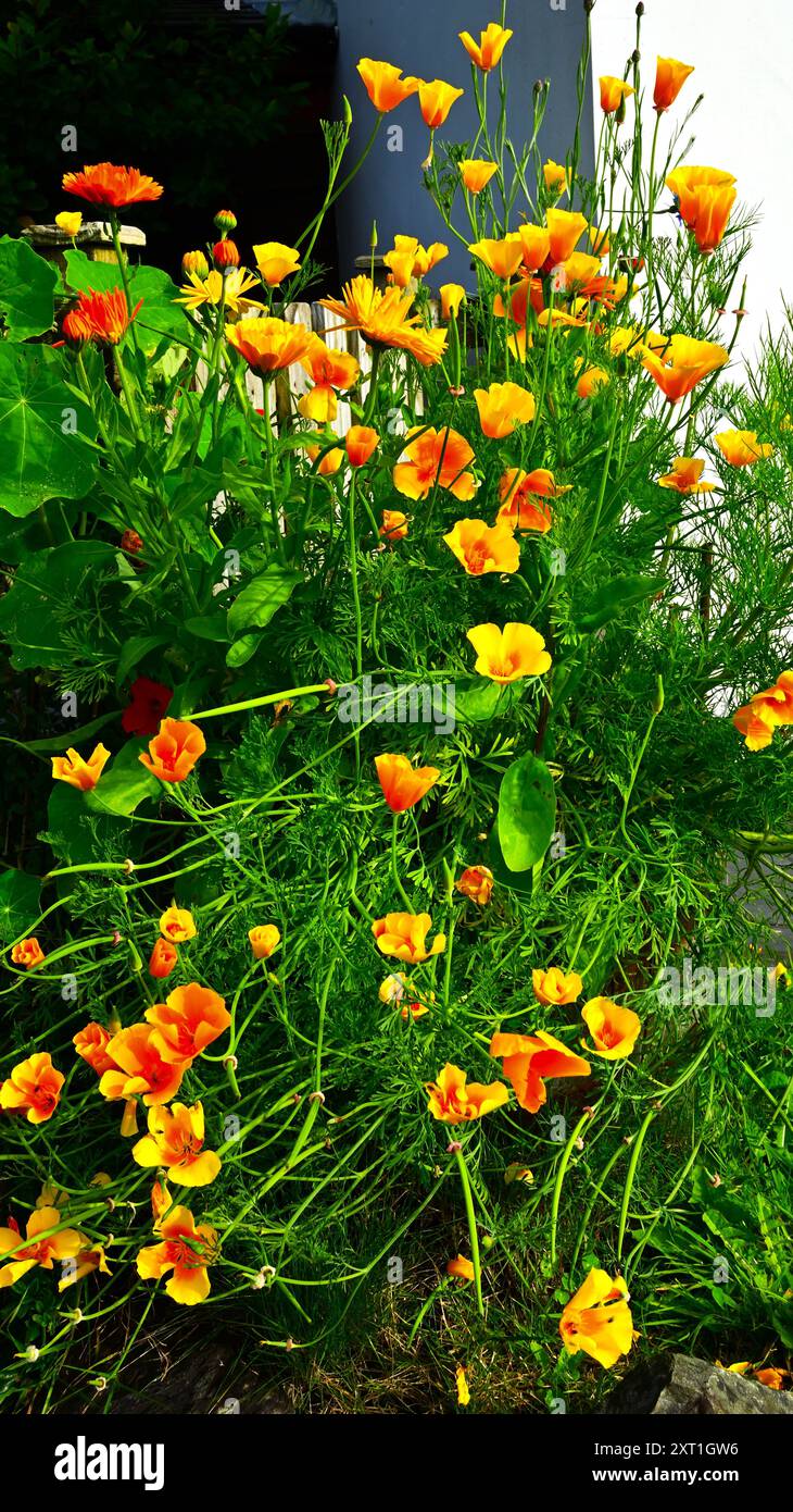 Vivid colours of California poppy and Calendula annual flowers in ...