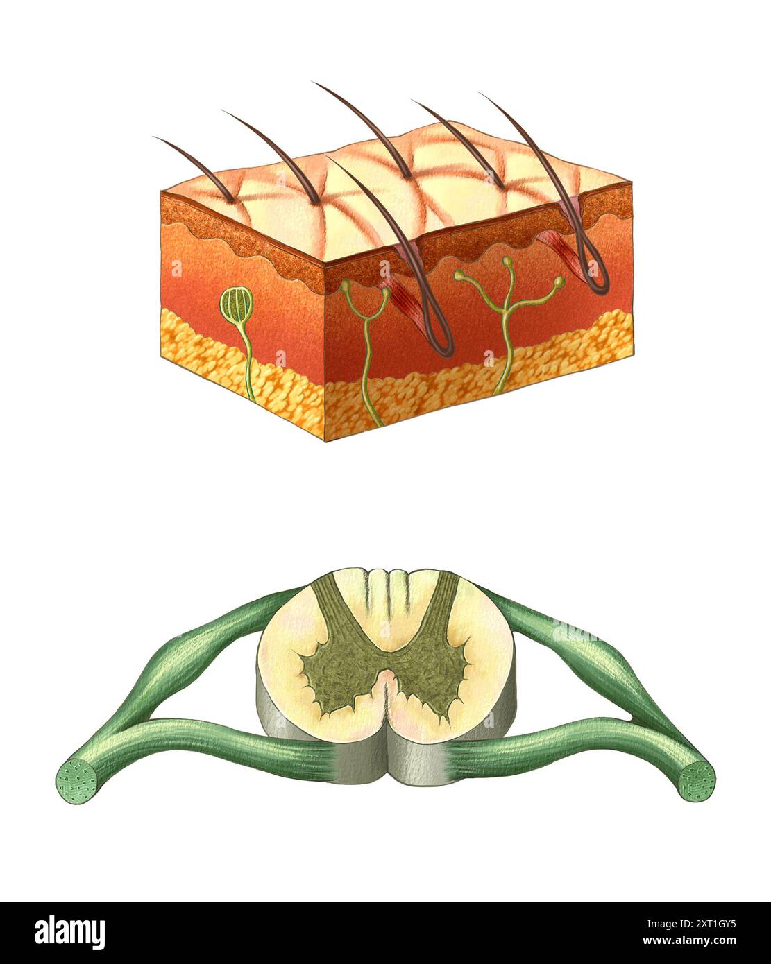 Skin part cross section hi-res stock photography and images - Alamy
